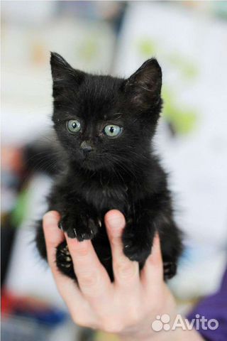 Котенок Tommy ищет свою семью