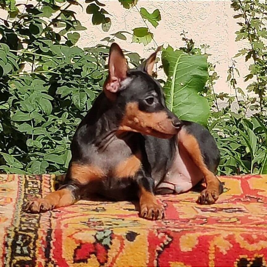 Цвергпинчер. Мальчик