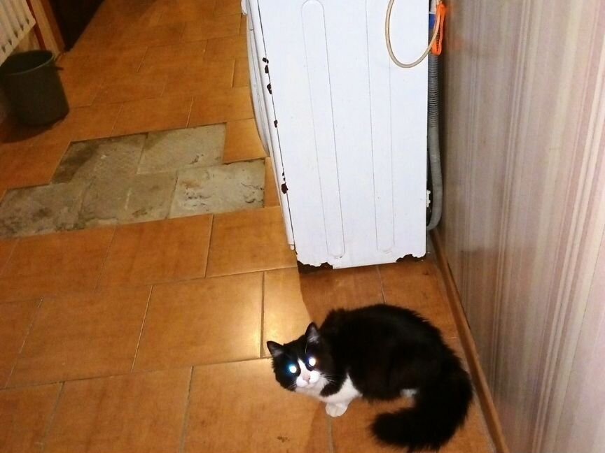 Котик бесплатно в добрые руки