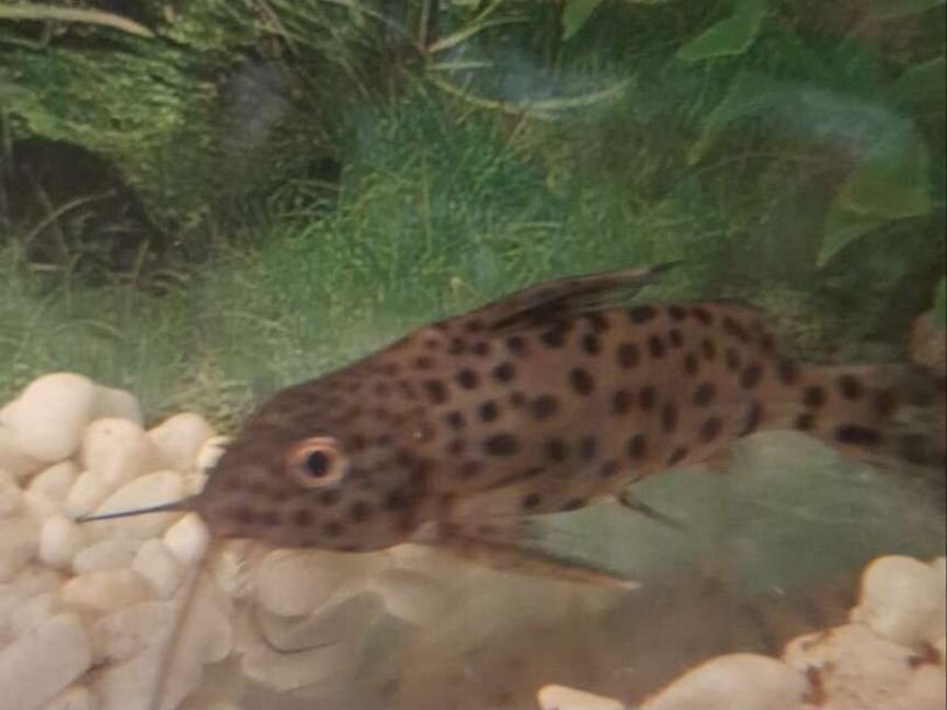 Аквариумные рыбки