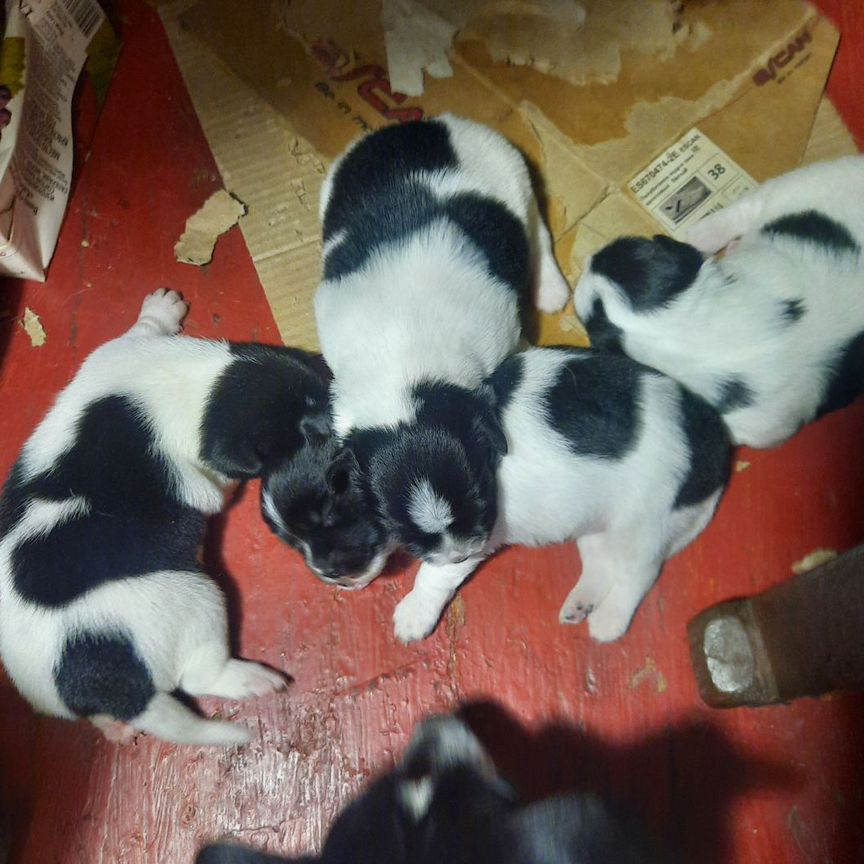 Джек-рассел-терьер, щенок