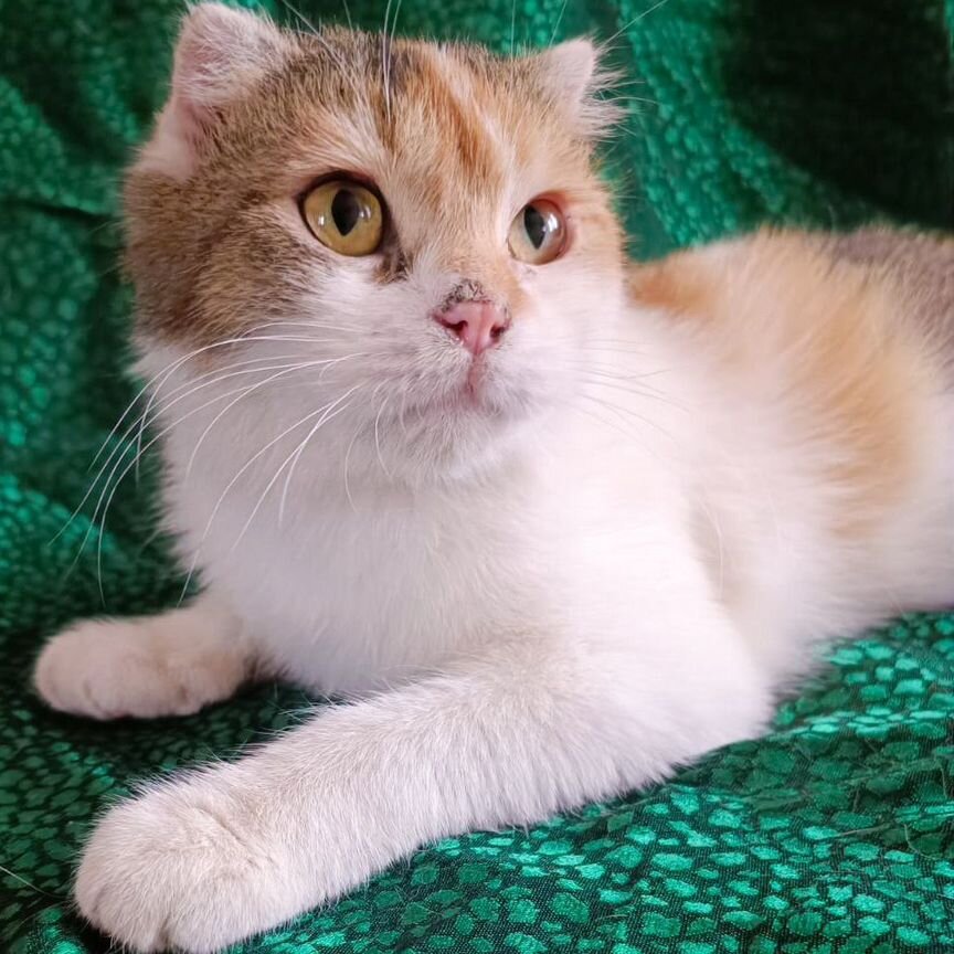 Котенка выкинули на улицу хозяева