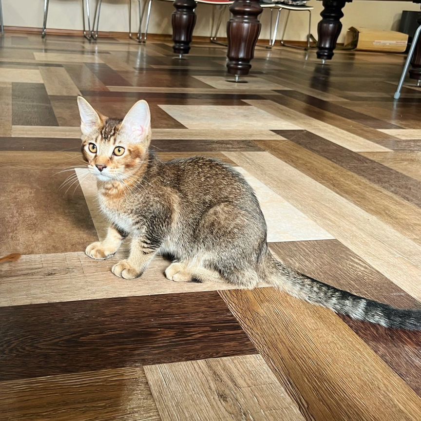 Чаузи котенок
