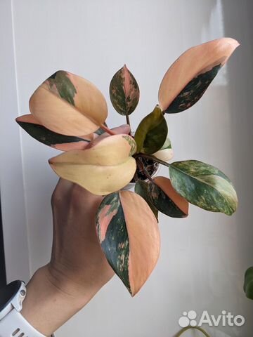 Philodendron red congo var купить в Москве | Товары для дома и дачи | Авито