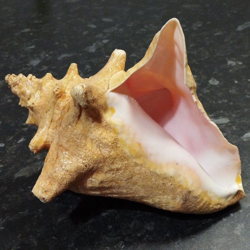 Раковина морская крупная