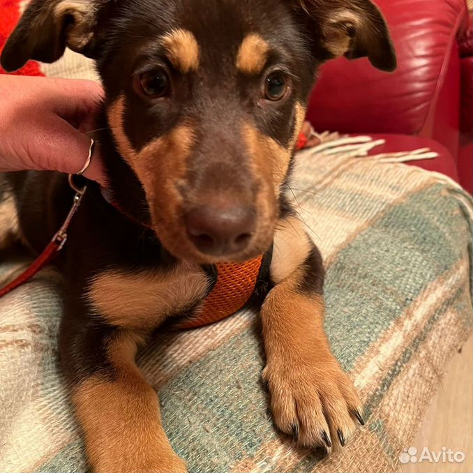 Милый щенок девочка ищет своих пап и мам