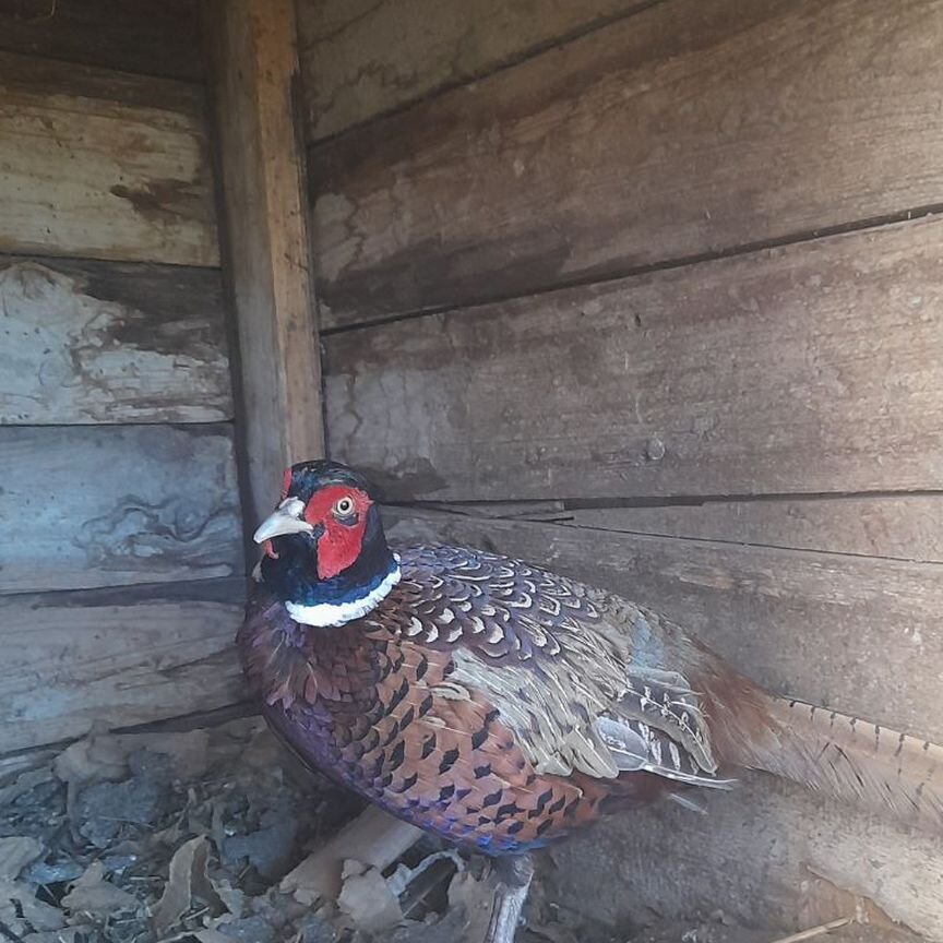 Фазан охотничий