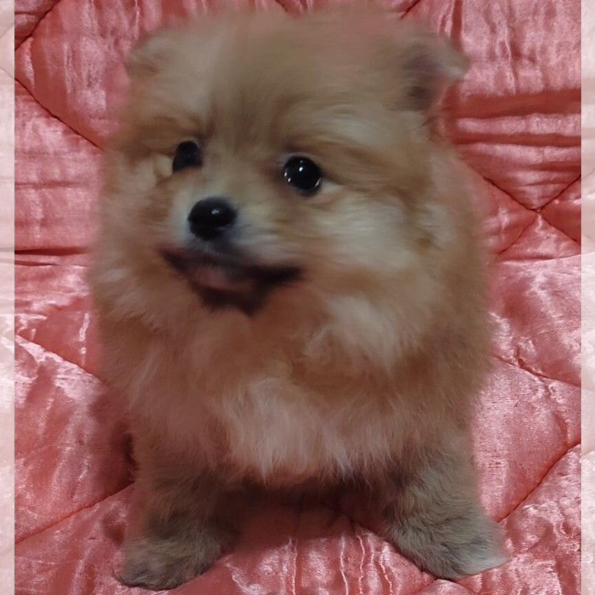 Померанский шпиц, щенок