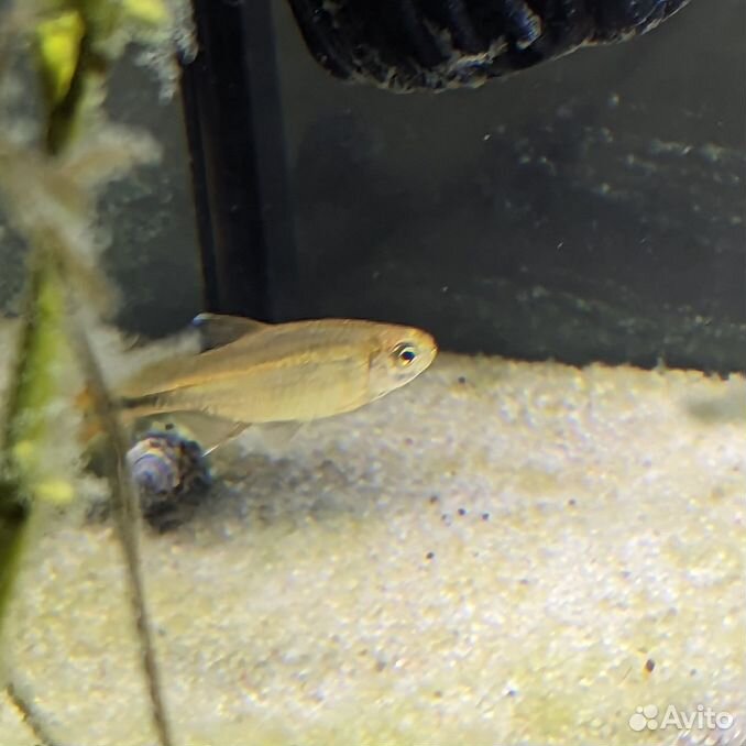 Отдам медных тетр, креветки Амано, улитки Хелены