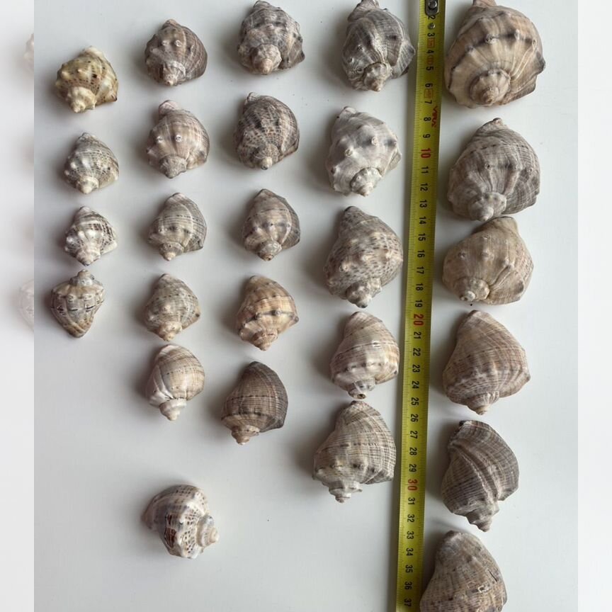 Ракушка рапан