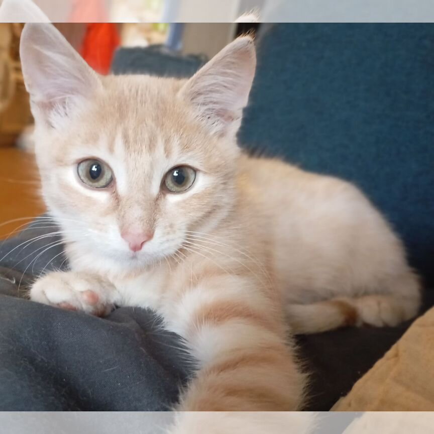 Котёнок в добрые руки
