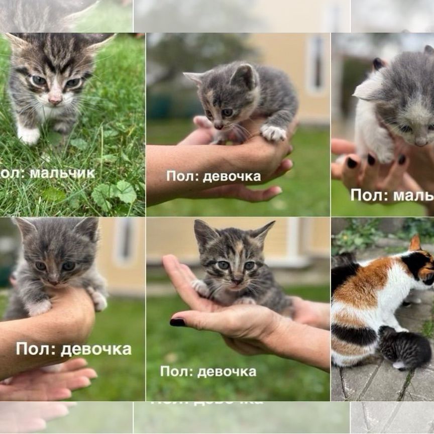 Котята в добрые руки бесплатно