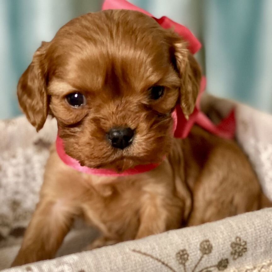 Кавалер кинг-чарльз-спаниель, щенок