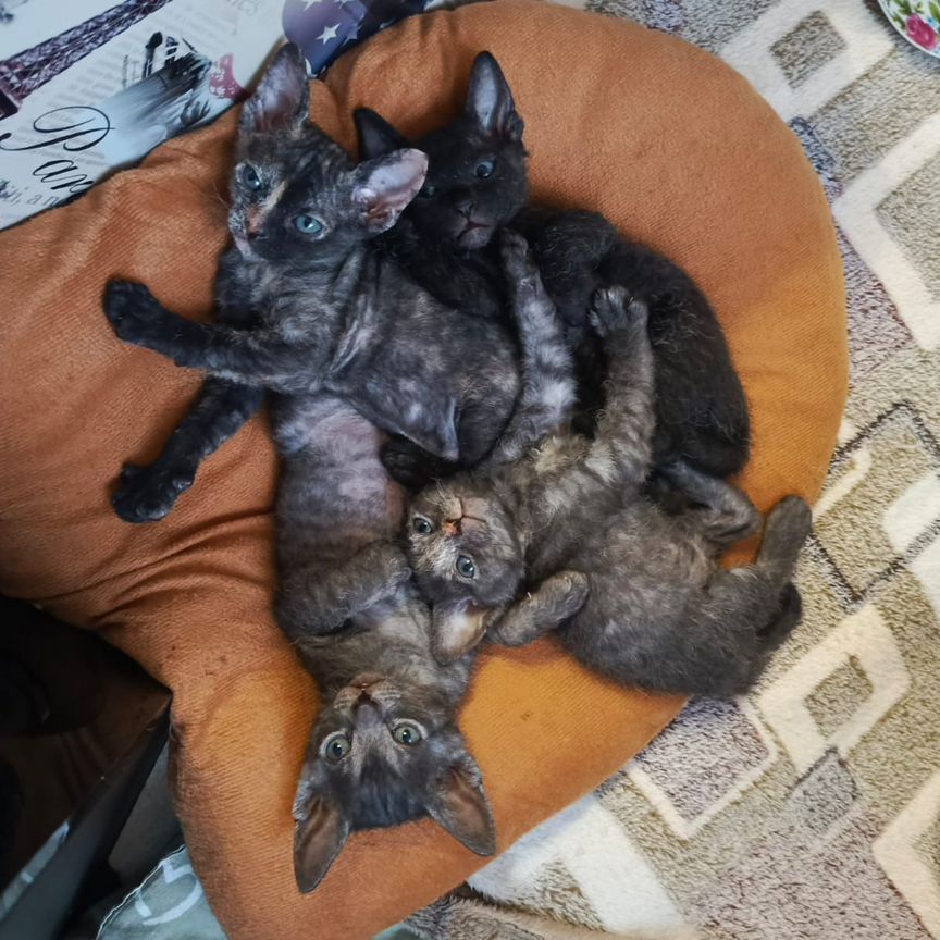 Канадские котята бесплатно