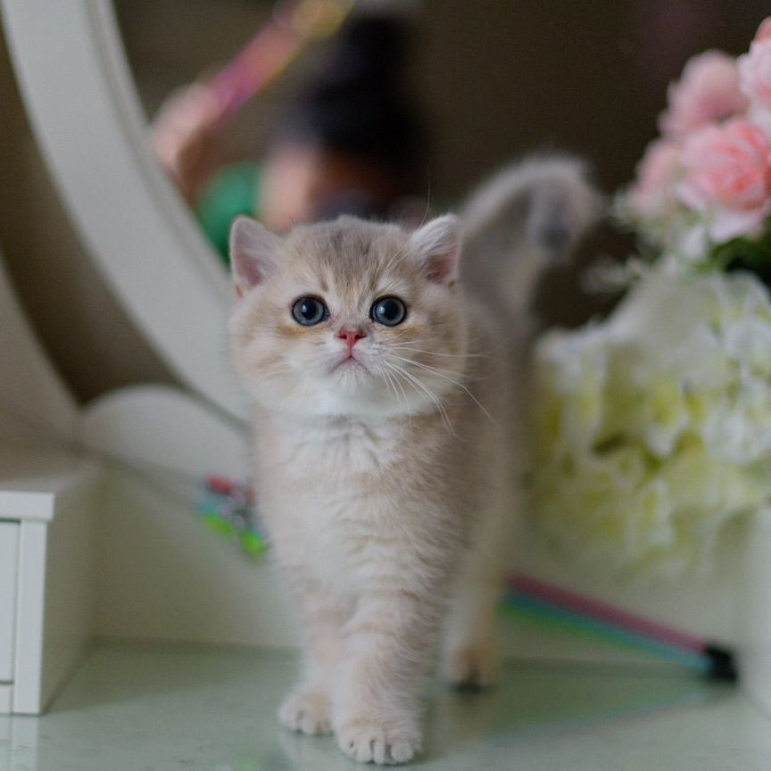 Британский кот