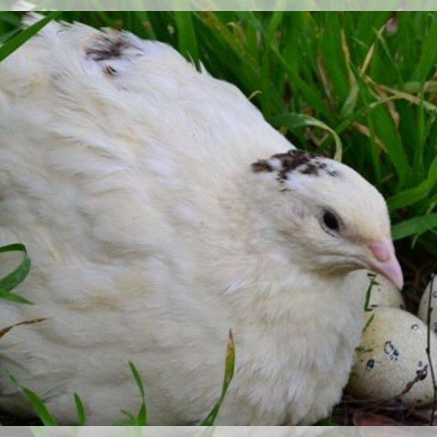 Перепела Белый гигант