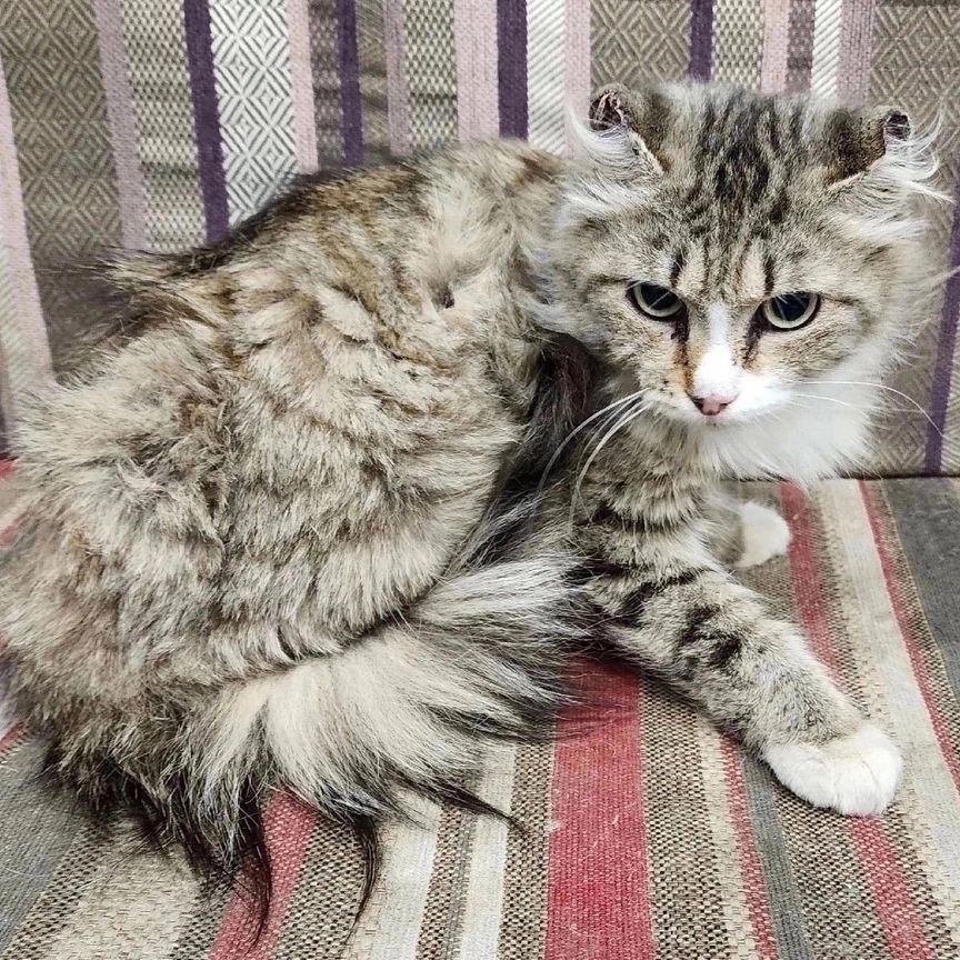 Нужна передержка/новый дом