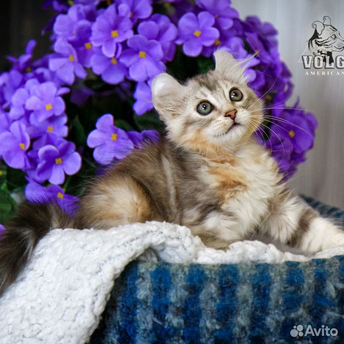 Очаровательная девочка Lambada редкой породы