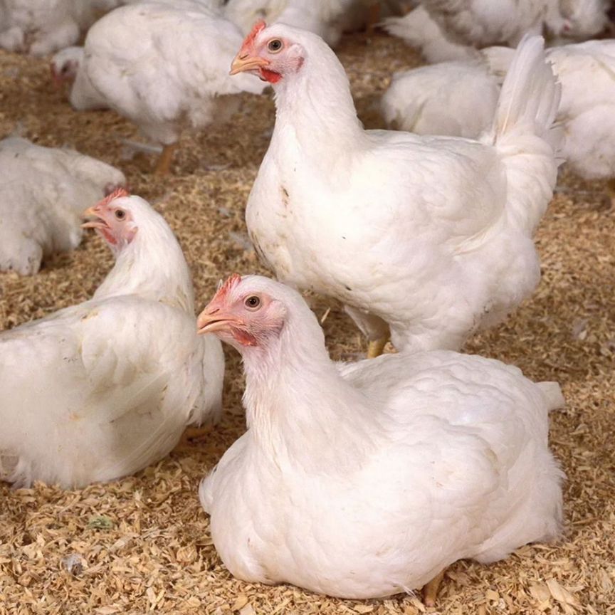 Куры бройлеры на мясо