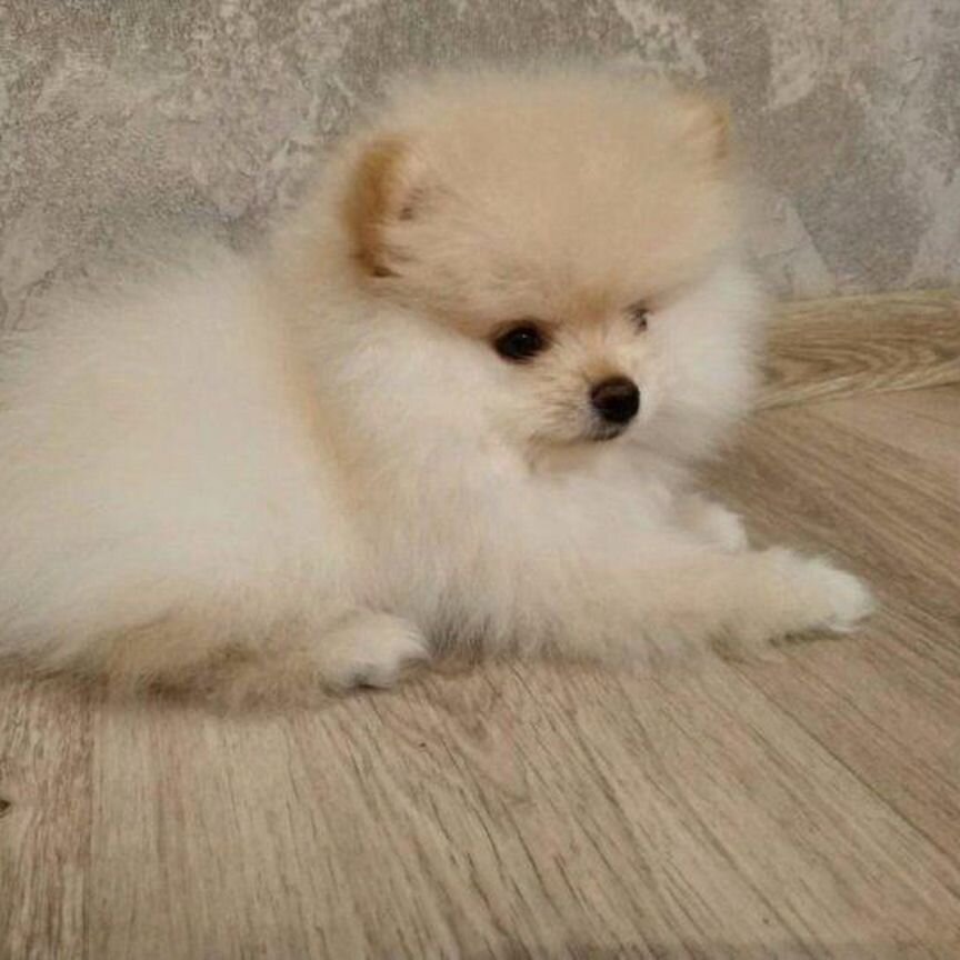 Померанский шпиц super девочка бронь