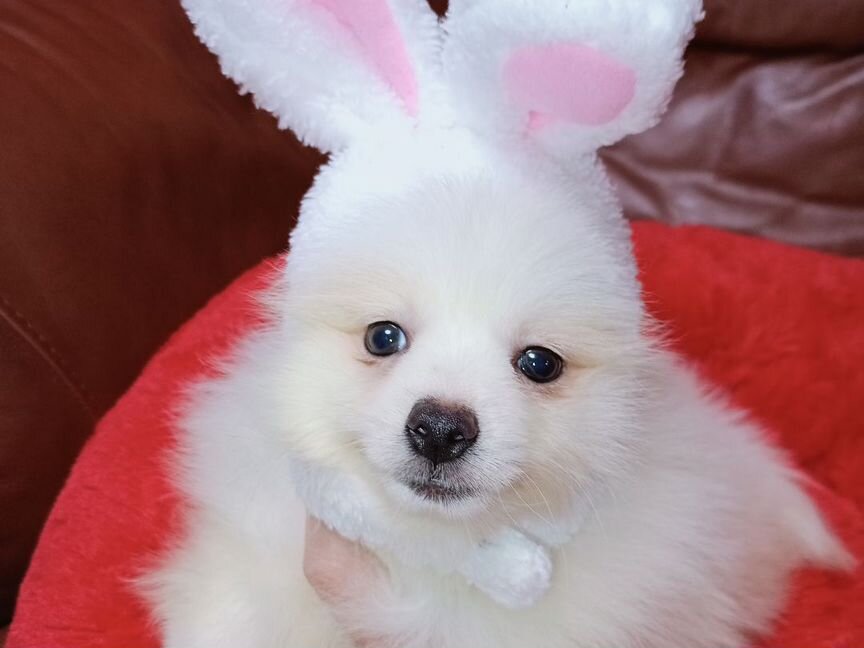 Шикарный белый мишка