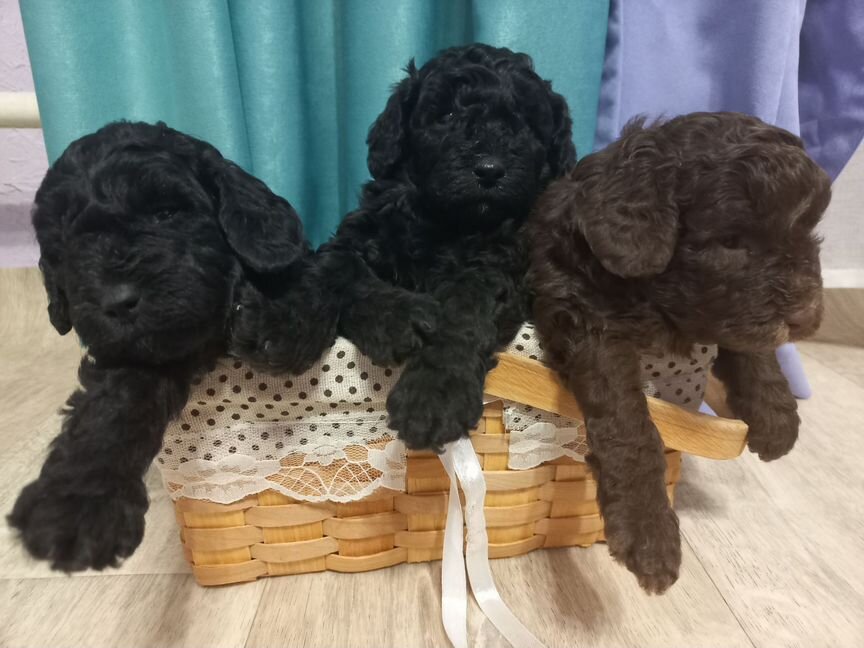 Пудель карлик и той