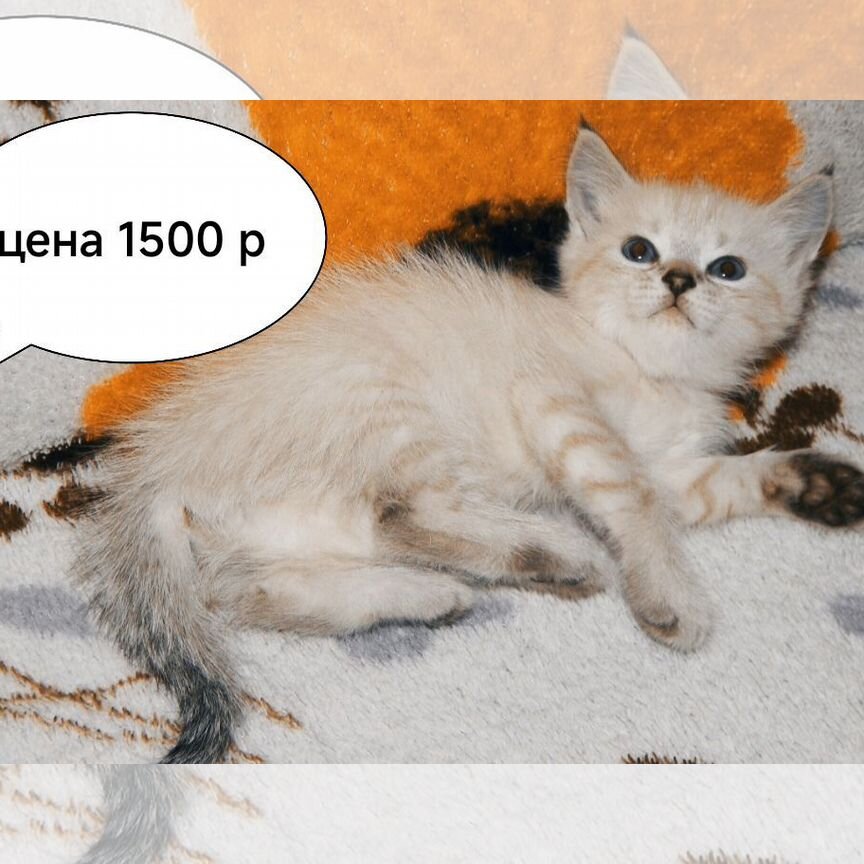 Невская маскарадная, котенок
