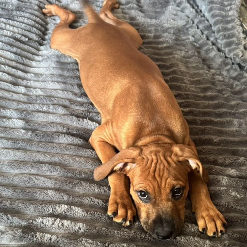 Американский стаффордширский терьер, щенок