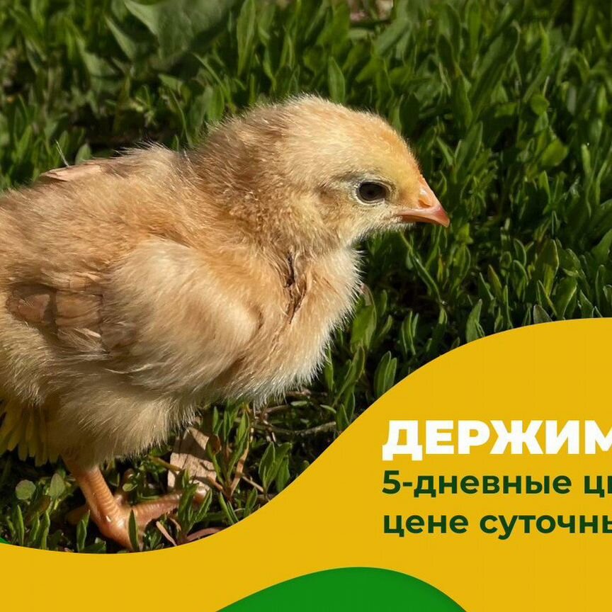 Цыплята Редбро суточные