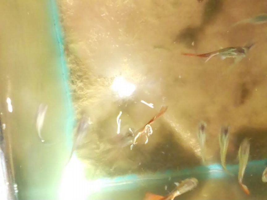 Аквариумные рыбки гуппи