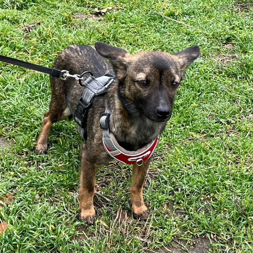 Отдам маленькую собачку в добрые руки