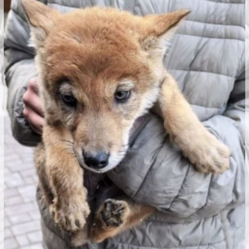 Волкособ, щенок