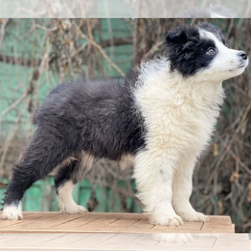 Бордер-колли, щенок