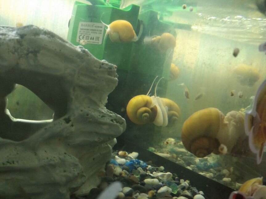 Улитки ампулярии