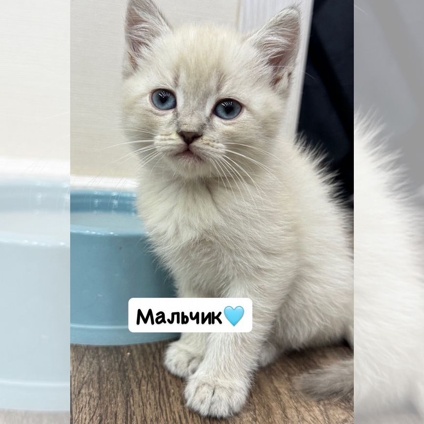 Котёнок в добрые руки