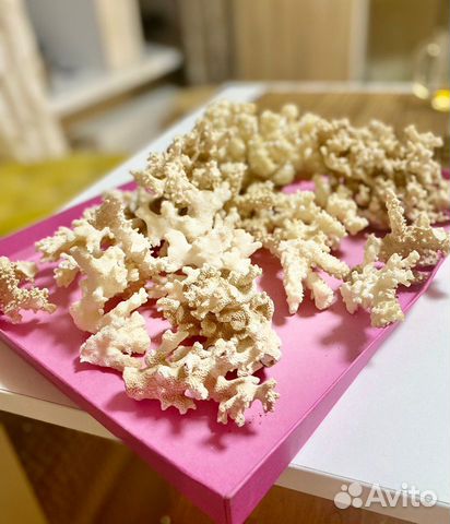 Морские ракушки и кораллы