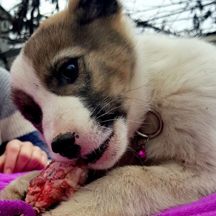 Брутальный бутуз ищет дом