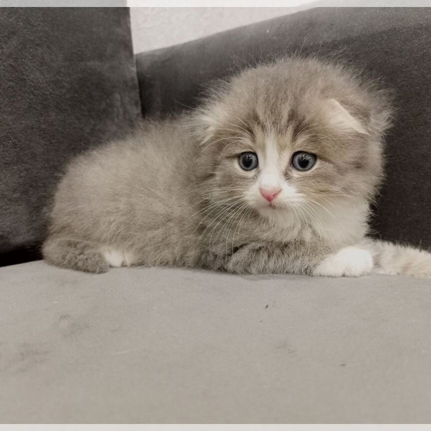 Шотландский вислоухий длинношёрстный котёнок