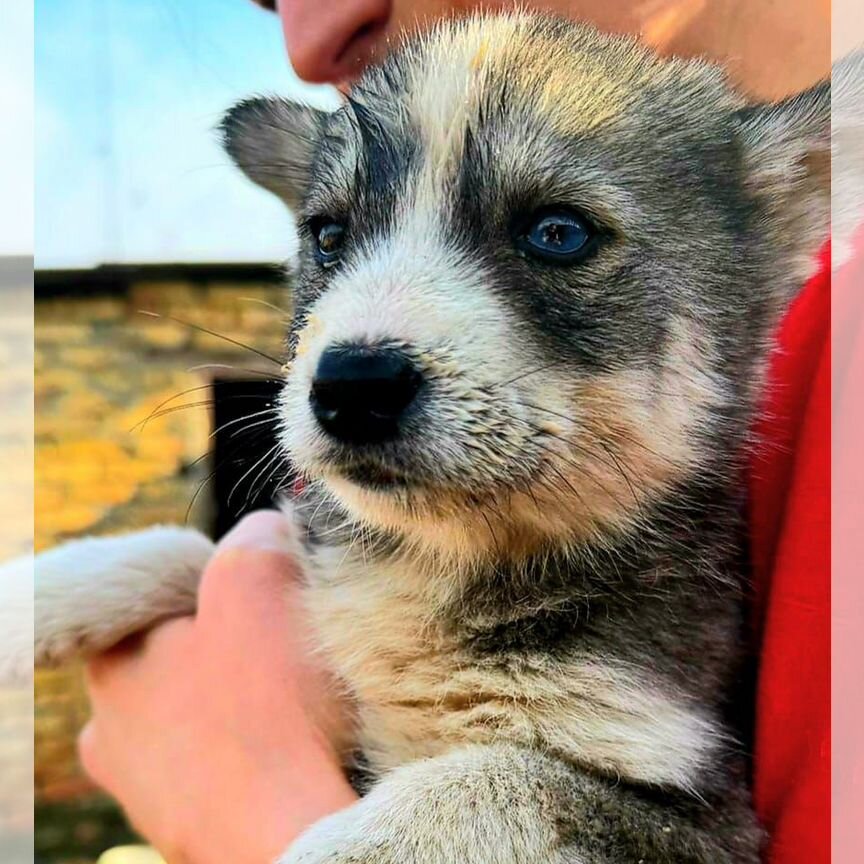 Эльза ищет дом