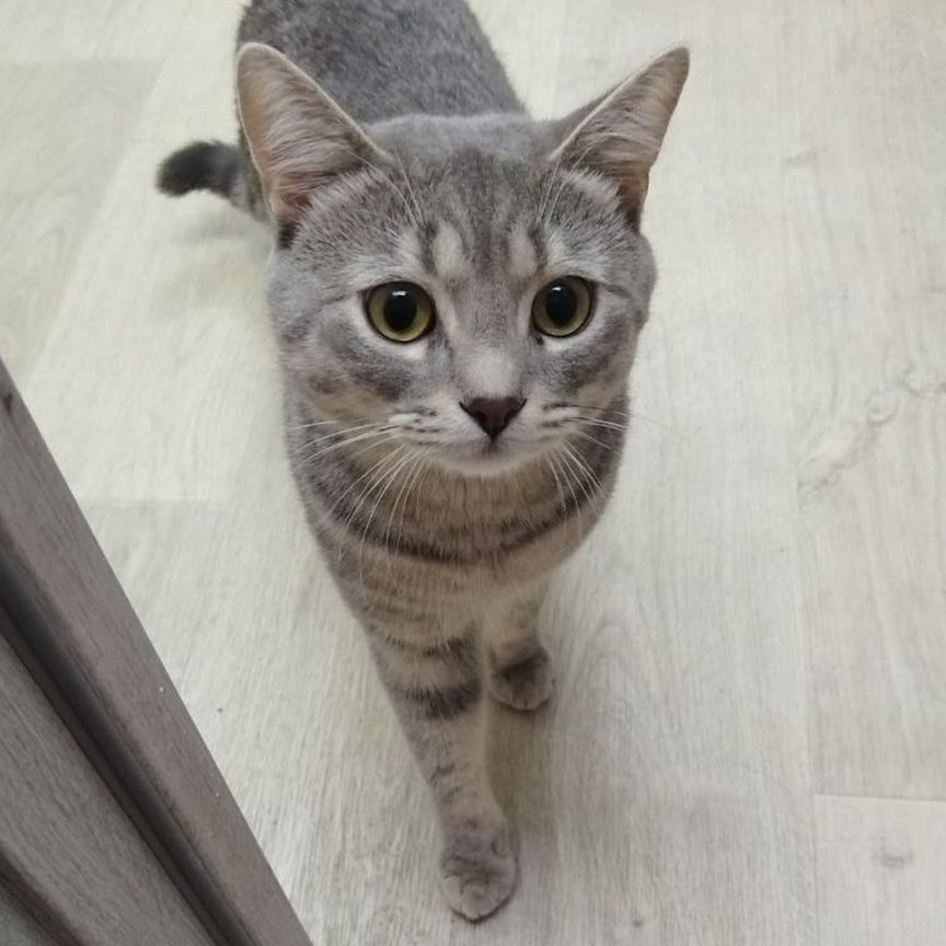 Шотландский прямоухий короткошёрстный кот, взрослый