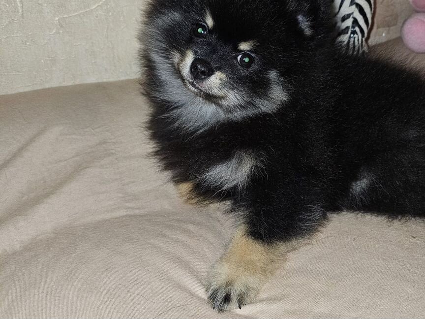 Померанский шпиц медвежьего типа