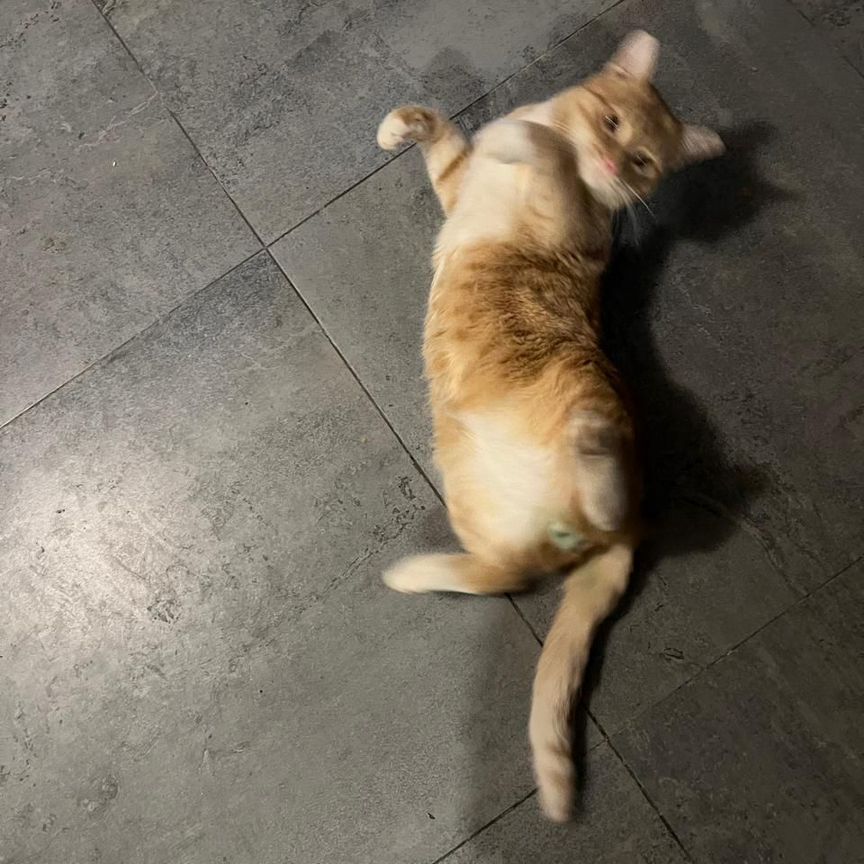 Кот в хорошие руки