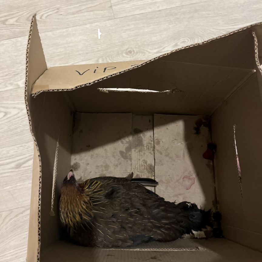 Куры несушки продам