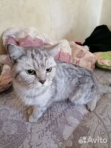 Найдена кошка