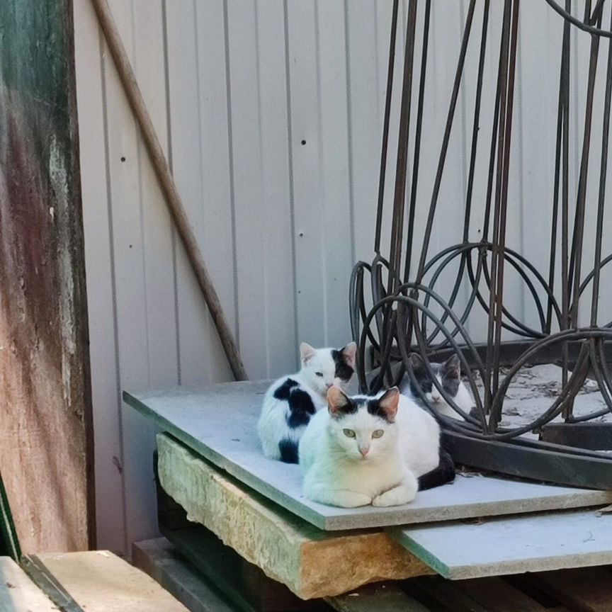 Котята в добрые руки из Храма