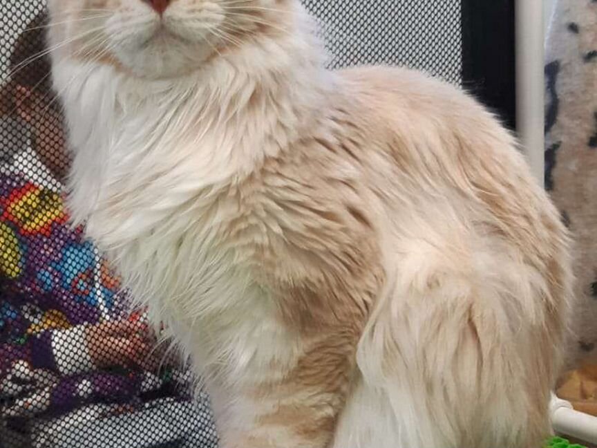 Котик мейн кун кремовый на серебре.Продажа,вязка