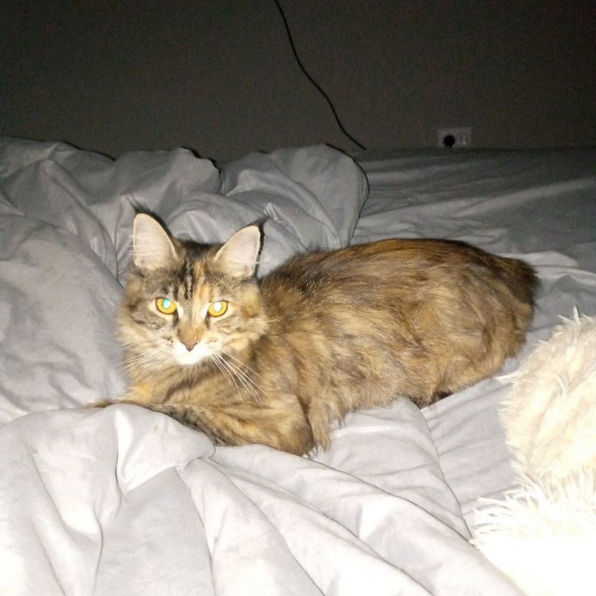 Кошки майкун