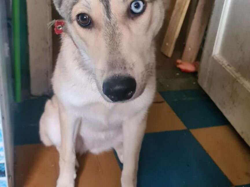 Отдам собаку в добрые руки