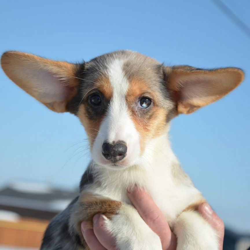 Щенок корги, доставка