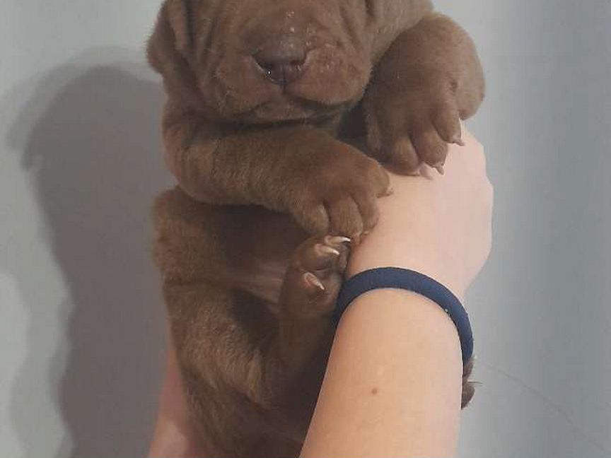 Щенки шарпей